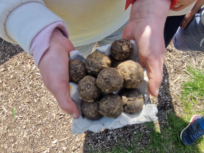 Zaadbommen :: www.RAKastan.be